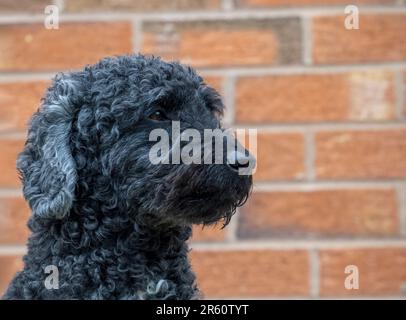 A close up headshot of a black Labradoodle dog Stock Photo - Alamy