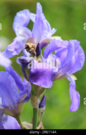 Plas Cadnant, Hidden Gardens Stock Photo - Alamy