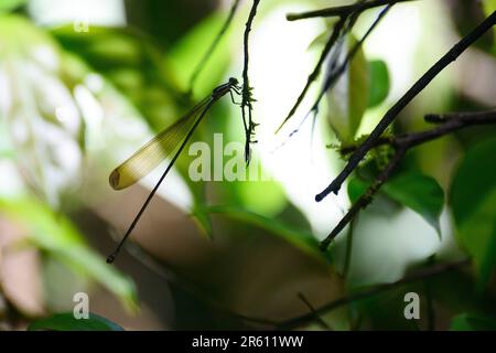 A giant damselfly (mecistogaster) in the forest in the marine area of ...