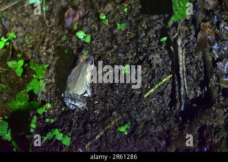A male Litter Toad (Bufo haematicus) during a night walk in a banana ...