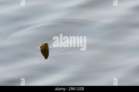 Banded Watersnake (Nerodia fasciata) in water Stock Photo - Alamy