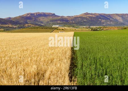 Fields of cereal crops divided in two colors, yellow and green with ...