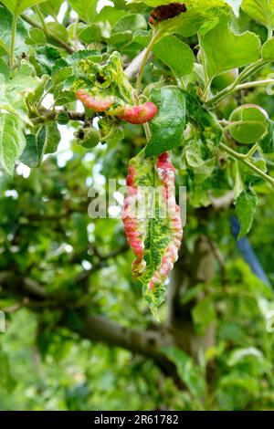 Peach leaf curl. Fungal disease of peaches tree. Taphrina deformans ...