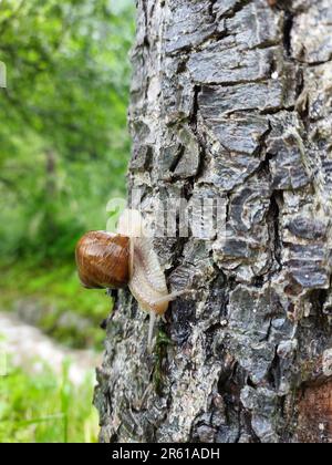 Small snail on the tree Stock Photo - Alamy