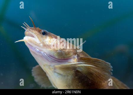 five bearded rockling Stock Photo - Alamy
