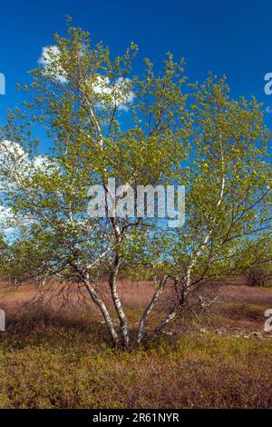 Gray Birch grown on the Moosic Mountain heath barren , Pennsylvania in ...