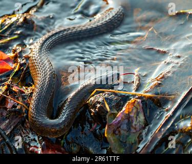 Common water snake crawling in the water in its environment and habitat ...