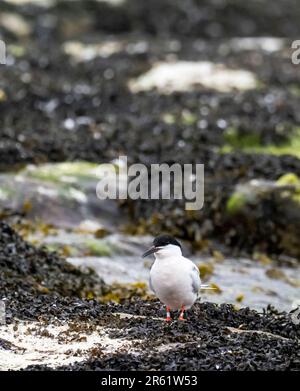 Europes rarest seabird a Roseate Tern, Sterna dougallii, on Coquet ...