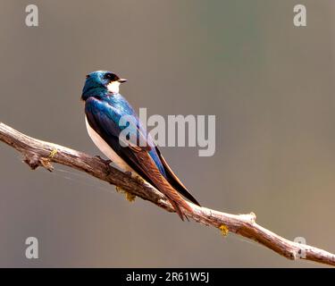 Swallow close-up side view perched on a moss tree branch with a blur ...