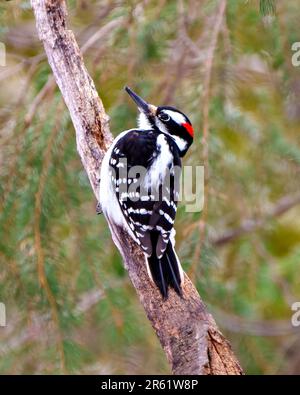 Woodpecker male close-up rear view climbing a tree trunk with a ...