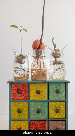 Avocado stone, seed, pip growing in water. Hydroponics, sustainable ...