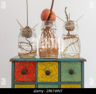 Avocado stone, seed, pip growing in water. Hydroponics, sustainable ...