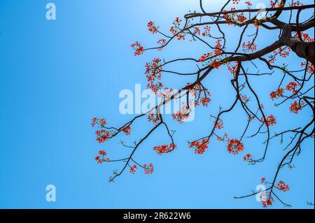 Krishna Chura Tree with flower - Krishna Chura Flower Stock Photo - Alamy