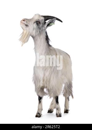 Sweet almost smiling white Dutch landrace goat, standing side ways ...