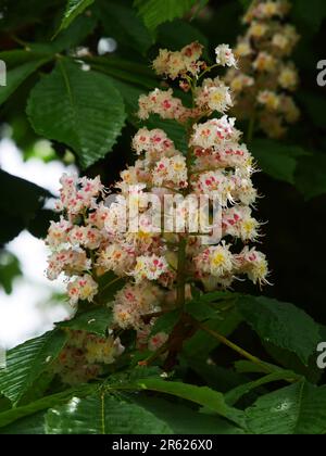 Aesculus hippocastanum (horse cestnut) in Cetinje, Montenegro Stock ...