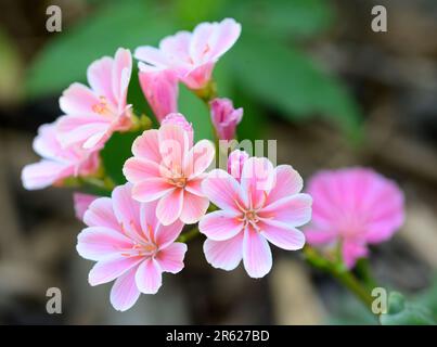 Pink Lewisia (Rainbow bitterroot, Rainbow Lewisia, Siskiyou Lewisia ...