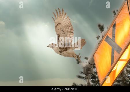 A red-tailed hawk surveys its surroundings as it soars throught the sky ...