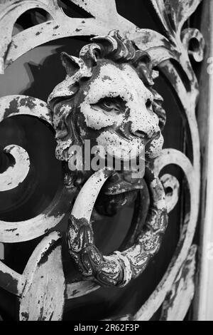 Fancy lion's head door pull with a circular handle in a black and white ...