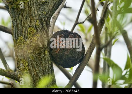 Forest pathology (phytopathology). Gall apple. Bacterial tumor of ...