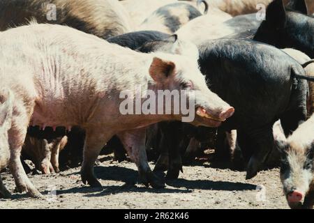 Swine husbandry. Ukrainian steppe pock-marked breed of pigs. Based on ...