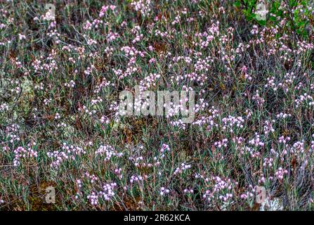 Bog rosemary (Andromeda polifolia) at mesotrophic peat-land (transition ...