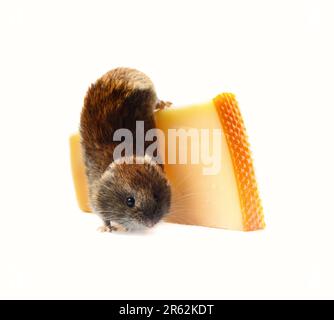 Mouse-like rodents as pests for humans. Mice and voles enter warehouses ...