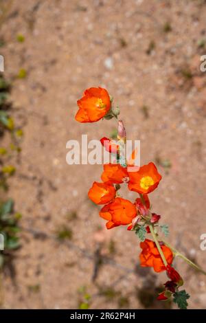 Desert Globemallow (Sphaeralcea ambigua) blooms near Black Canyon City ...
