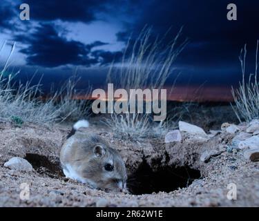 Banner-tailed Kangaroo Rat, Socorro county, New Mexico, USA Stock Photo ...