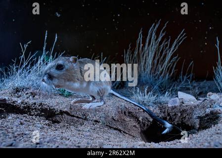 Banner-tailed Kangaroo Rat, Socorro county, New Mexico, USA Stock Photo ...