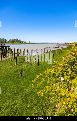 Exposed wooden pilings of a former fish cannery in Steveston British ...
