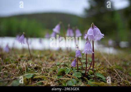 Alpine Snowbell (Soldanella alpina), flowering plants in snow Stock ...