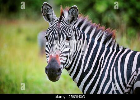 Zebra (Equus quagga) im Lake Mburo National Park in Uganda Stock Photo ...