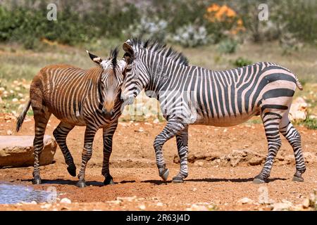 The rare Hartman's Mountain Zebra (Equus Zebra Hartmannae) in the ...