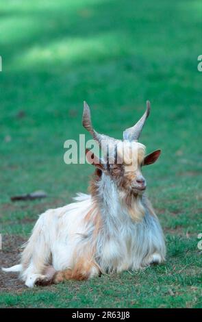 Girgentana goat, goat, Girgentana goat, male, billy goat, domestic goat ...