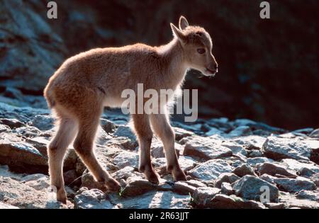 Himalayan Thar, young (Hemitragus jemalahicus), Himalayan Thar, youngs ...