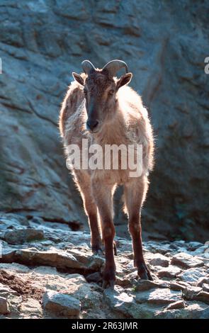 Himalayan Thar, female (Hemitragus jemalahicus), Himalayan Thar, female ...
