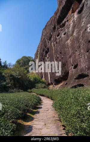 Landscape of the tea plantations in Wuyishan Mountain, Fujian, China ...