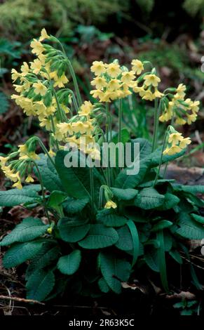 Primrose (Family Primulaceae Stock Photo - Alamy