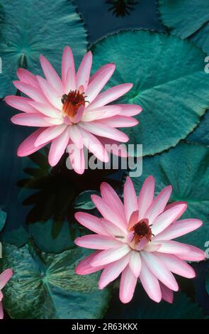 Water Lilies Midnight Stock Photo - Alamy