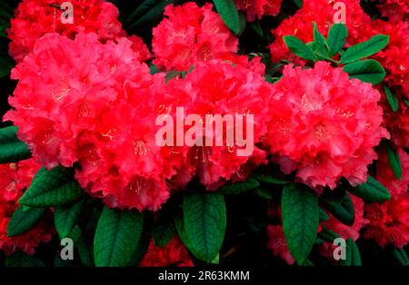 Rhododendron (shrubs) (plants) (heath family (Ericaceae) (garden plant ...