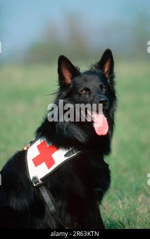 Black and red adult German Shepherd sits in green field in autumn ...