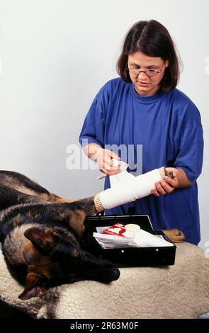 First Aid for dog paw beeing bandaged German Shepherd Dog Alsatian ...