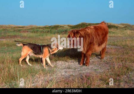 Mixed breed dog and Scottish Highland Cattle, calf Stock Photo - Alamy