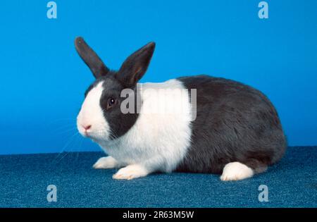 Dutch Rabbit, blue (Dutch rabbit) (animals) (mammals) (rodents ...