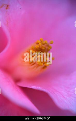 Camellia (shrubs) flower detail, japanese camellia (Camellia japonica ...