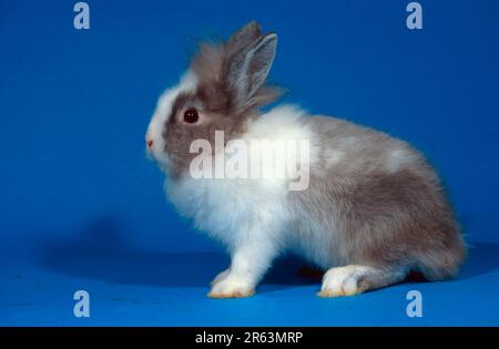 Lion-maned Dwarf Rabbit, Lion-maned Dwarf Rabbit, chinchilla with white ...
