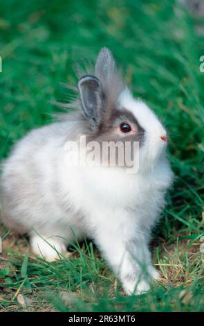 Lion-maned Dwarf Rabbit, Lion-maned Dwarf Rabbit, chinchilla with white ...