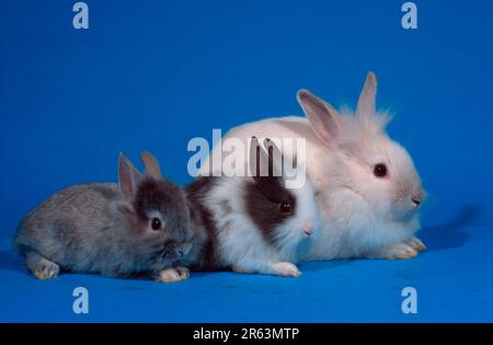 Lion-maned Dwarf Rabbit with youngs, Lion-maned Dwarf Rabbit, blue ...