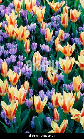 Tulips and crocuses (plants) (plants) (lily family) (Liliaceae) (iris ...