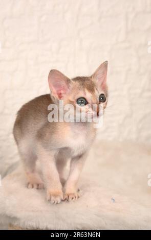 Singapura Cat kitten 8 weeks Stock Photo - Alamy